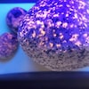 Yooper Stones Fluorescent Sodalites 1 Lb Lot Emberlites Lake Superior ...