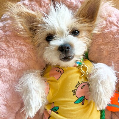 Summer Crop Dress S-XL Dog-dress Dog Top Dog Clothing Dog - Etsy