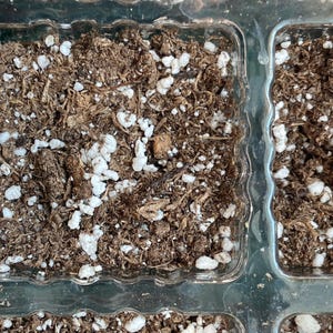 20 Purple Japanese Maple Tree Bonsai Seeds Heirloom Rare Colorful Lawn ...