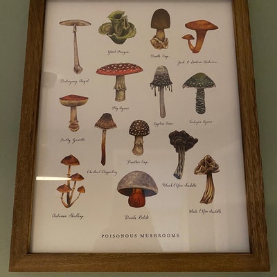 Poisonous Mushrooms 11x14 Chart - Etsy