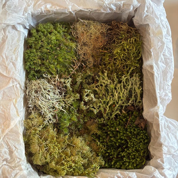 3-7 Inch Live Moss Bark Assortment for Terrariums, Habitats, Decor, and ...