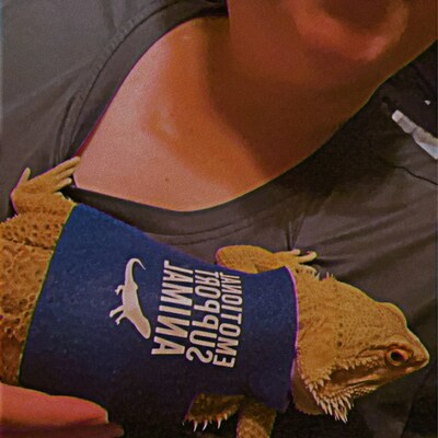 Bearded Dragon Candy Corn Costume Sweater Halloween Lizard - Etsy