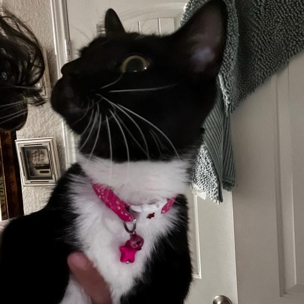 Star Cat Collar - White Stars on Pink - Small Cat / Kitten Size or ...
