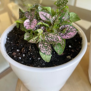 Hypoestes Pink polka Dot Plant Starter Plant ALL STARTER PLANTS Require ...