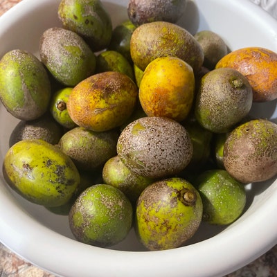 3LBS Fresh Dwarf June Plums Always Freshly Picked 3 Lbs Fresh June ...