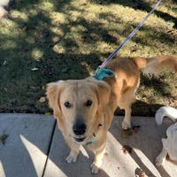 1/2 Drag Line, 1 to 50 Feet, Biothane Outdoor Waterproof Dog Long Line ...