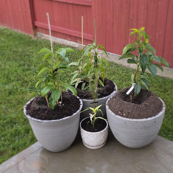 Marcus Pumpkin Avocado Tree, Cold Hardy, Grafted in 3 Gallons Pot - Etsy