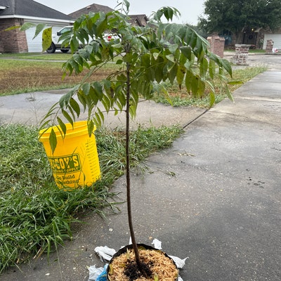 1 Pound FRESH Cow Manure/organic for Plant Growth and Other Uses From ...