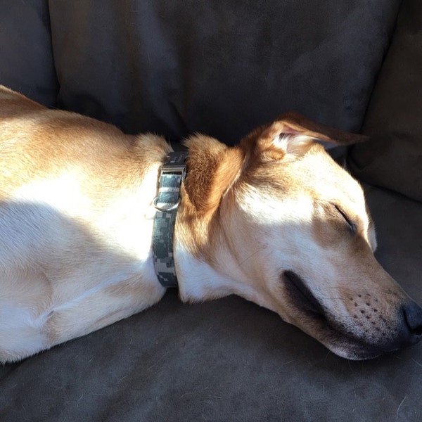 ACU Digital Camo Dog Collar by Swanky Pet - Etsy