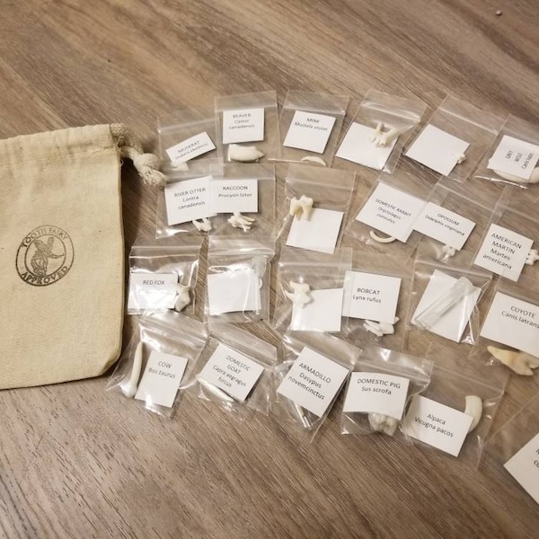 Tooth Fairy Collection - 24 Species Tooth Assortment - Etsy