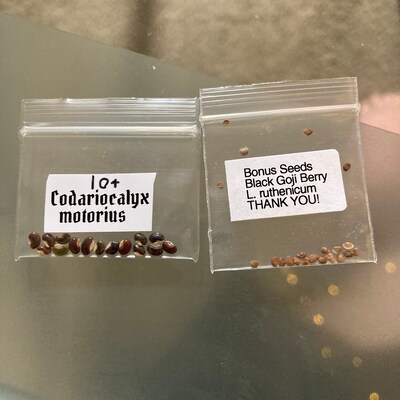 Telegraph Plant Seeds codariocalyx Motorius Fascinating moving Plant ...