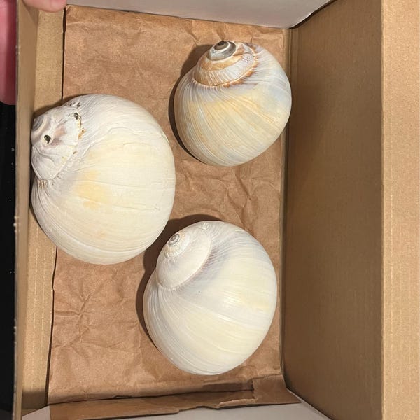 3 SPOTTED DARK PEACH Large Northern Moon Snail Shells, Colorful ...