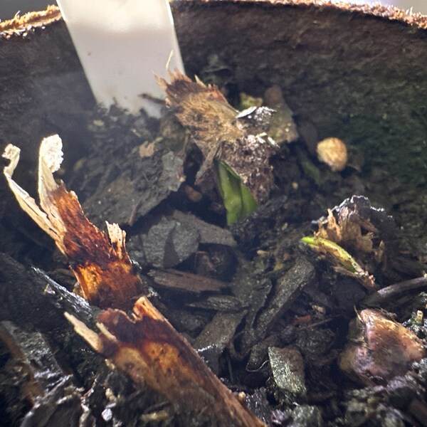 Vitex Agnus-castus Tree ( Chaste Tree ), 50 Seeds - Etsy