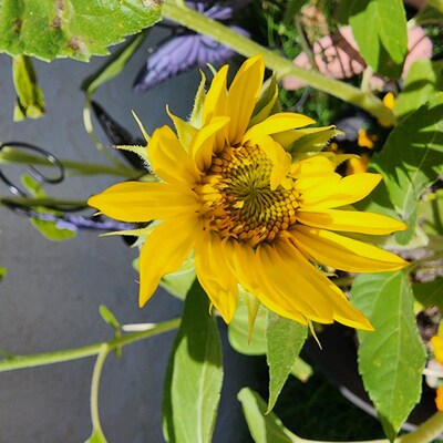 100pcs Blue Sunflower Seeds Plants Garden Plants Bonsai Rare Flower ...