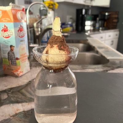 5 Pomelo Grapefruit Seeds FW94041 - Etsy