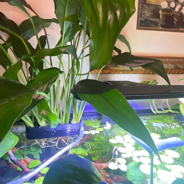 Poth-o-carry® Original: Aquarium Rim Pothos Holder - Etsy