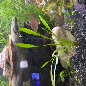 Hygrophila Salcifolia hygro. Blue BUY3GET1FREE Live - Etsy