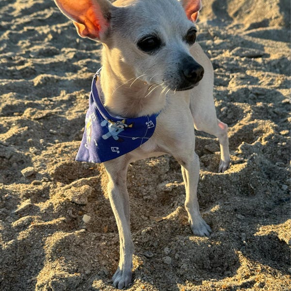 Over the Collar Reversible Dog Bandana - Wisconsin Badgers, Milwaukee ...