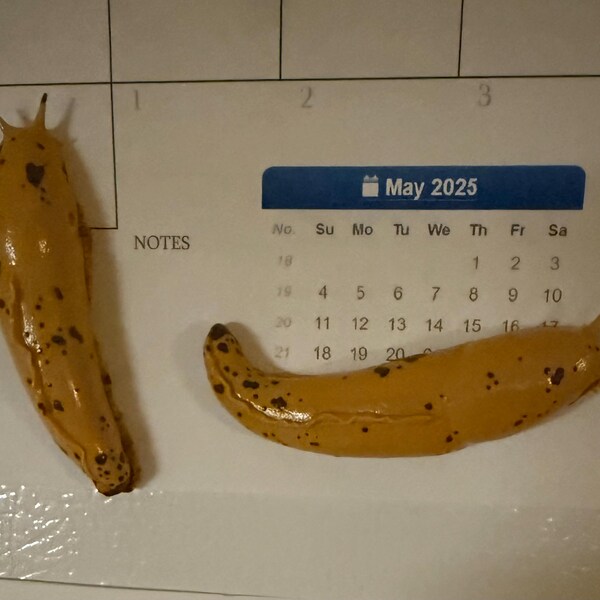 MJB Starter Insect Pinning Kit | Curated Kit for Beginners With ...