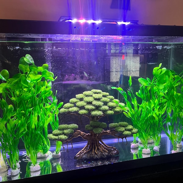 Bonsai Tree Aquarium, Bonsai Driftwood, Bonsai for Aquascape & Aquarium ...