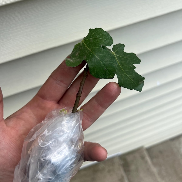 Brown Turkey Fig Tree – Cold-hardy & Productive | One Live Plant ...
