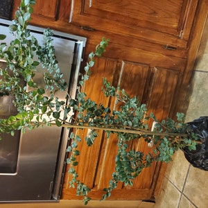 Geffner Atemoya 1 Plant 2 to 3 Feet Tall Ship in 3gal Pot - Etsy