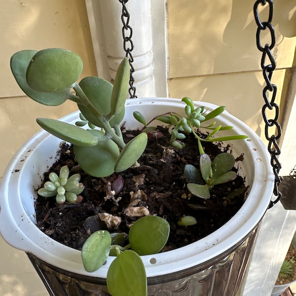 Green String Houseplant String of Coins Indoor or Outdoor Plant Easy ...