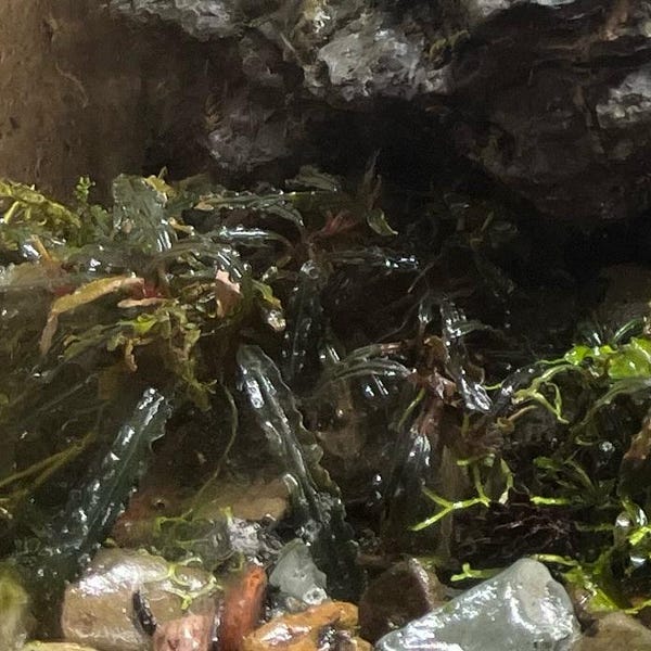 Bucephalandra Sp Silver Submerged Grown Aquarium, Terrarium, Paladarium ...