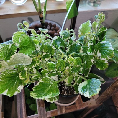 Plectranthus Coleoides Variegata Variegated Swedish Ivy - Etsy