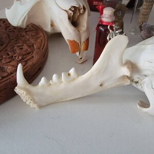 Badger Jawbone Pendant Buckskin Leather Necklace Animal Jaw | Etsy