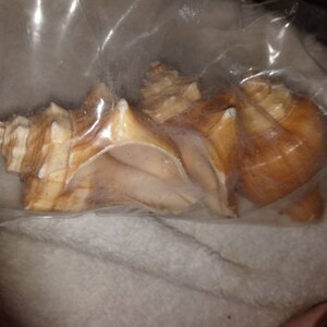 Giant Frog Seashell Bursa Bubo 1 Shell 4-5 Inches - Etsy