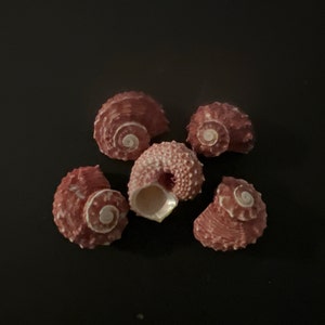 Red Delphinula Shells-sea Shells for Crafting-beach Wedding Decor-red ...