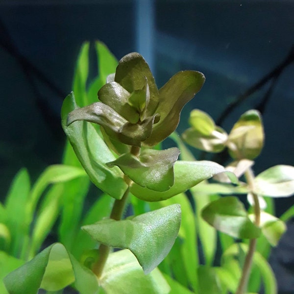 Bacopa bacopa Caroliniana BUY3GET1FREE Live Aquarium Plant - Etsy