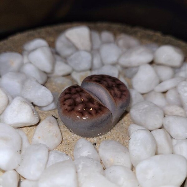 Lithops Rock Succulent Plant One Potted Plant - Etsy