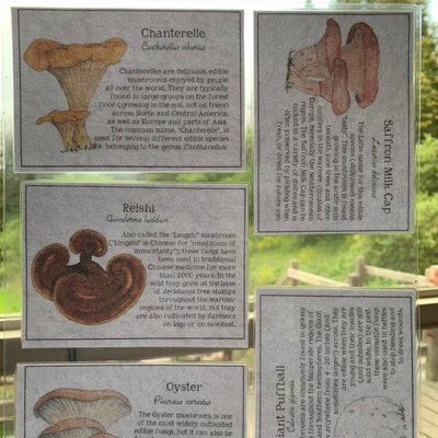 Useful Fungi Digital Bundle Digital Print Learning Cards Montessori ...