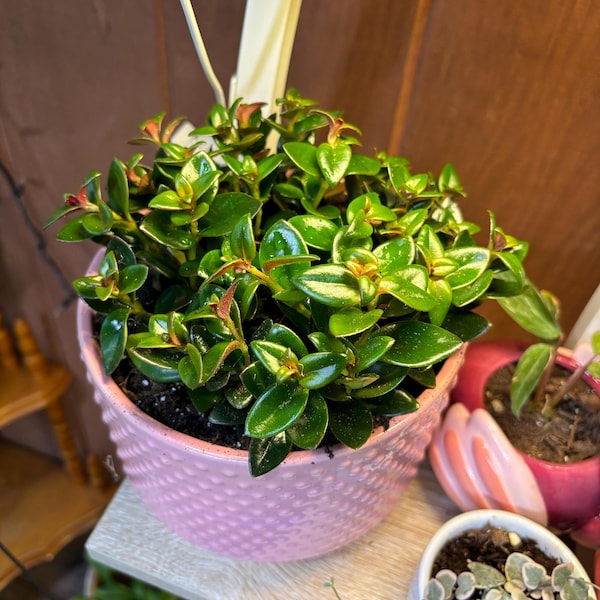 Goldfish Plant - Etsy