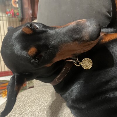 Brass Dog Tag, Personalized Brass Pet ID Tag, Custom Cat Tag, Unique ...