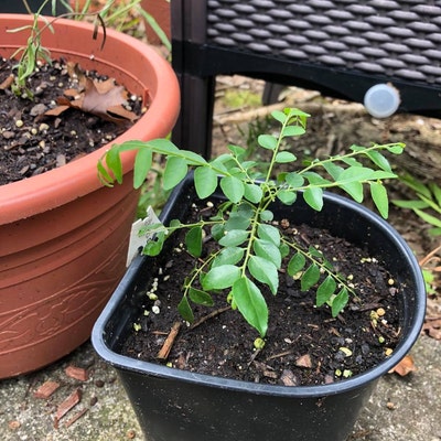 Elephant Ear loti 5 Plant - Etsy