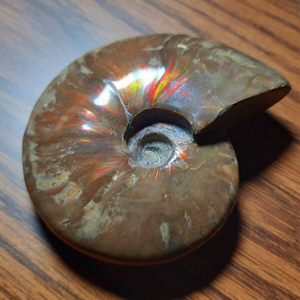 Abalone Shell From Mexico, Natural Rainbow Abalone Shell Bowl or ...