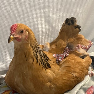 Chicken Diapers Large Perfect Chicken Diaper for Large Hens or Medium ...