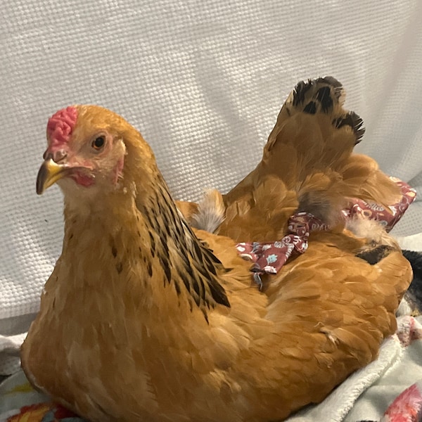 Chicken Diapers Large- Perfect Chicken Diaper for Large Hens or Medium ...