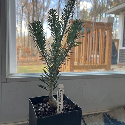 Picea Glauca 'blue Teardrop' White Spruce 10 Tall 1 Gallon Pot - Etsy