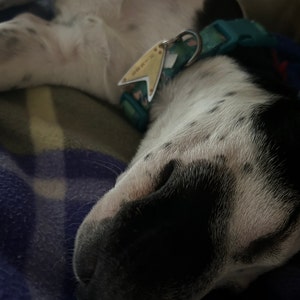 Bow Tie Pet Tag, Made to Size for Your Pet - Etsy