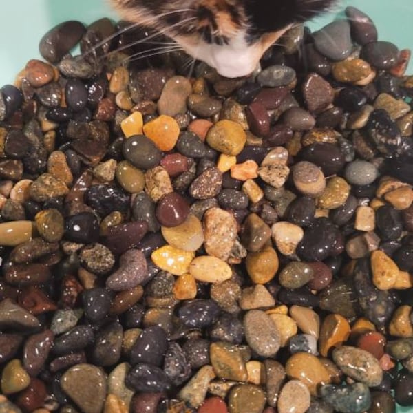 Mexican Beach Pebbles Mix River Rock Aquarium Substrate Quality Matters ...