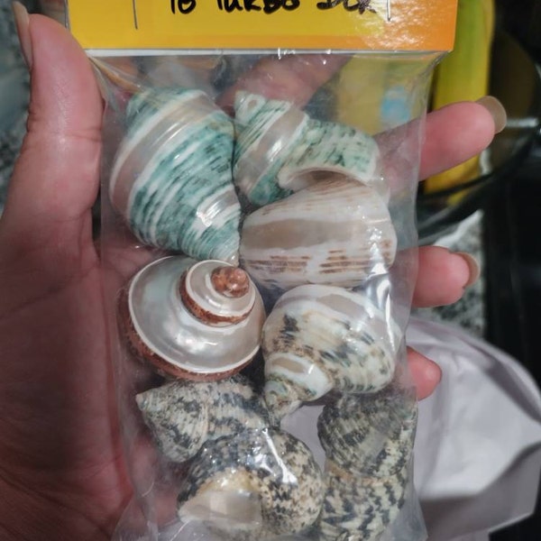 10 Hermit Crab Changing Shell Set Deluxe Turbo Shells Medium Size (1 1/ ...