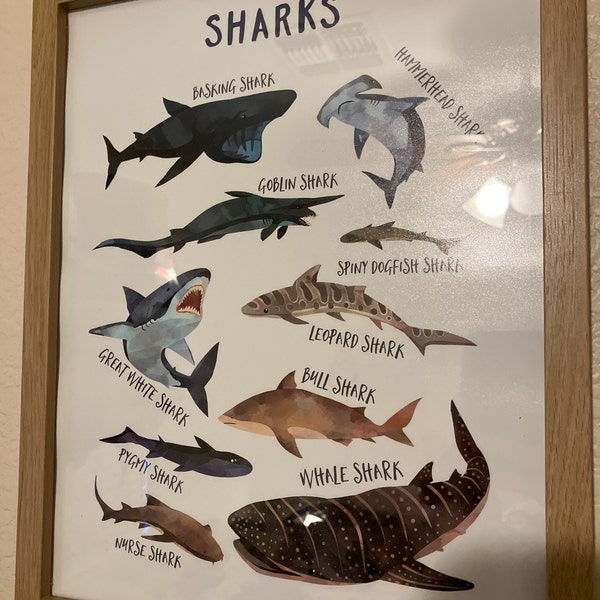 Shark Chart Art Print, Shark Chart Poster, Kids Prints, Scientific ...