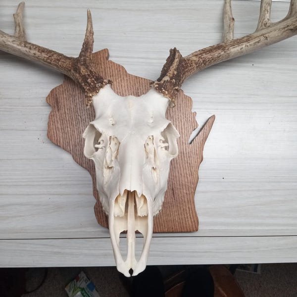 Rustic Turkey Mounting Plaque With Burned Pine Beard Board: Handcrafted ...