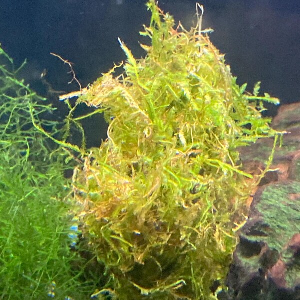 BUY2GET1FREE Java Moss, Bogor Moss Aquarium Plant | Easy Aquarium Plant ...