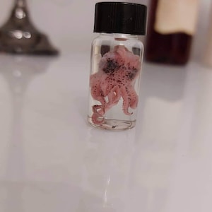 Real Cute PINK Cuttlefish in a Jar, Wet Specimen, Squid, Tentacles ...