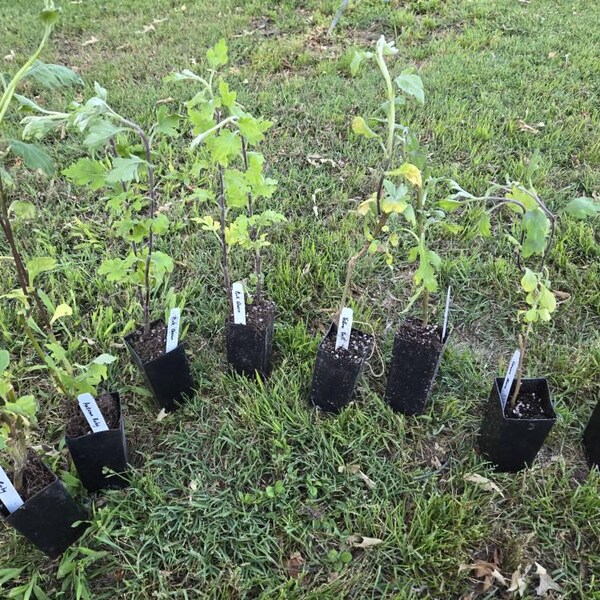 Delaware Seeded Grape Plant デラウエア 玫瑰露葡萄 - Etsy